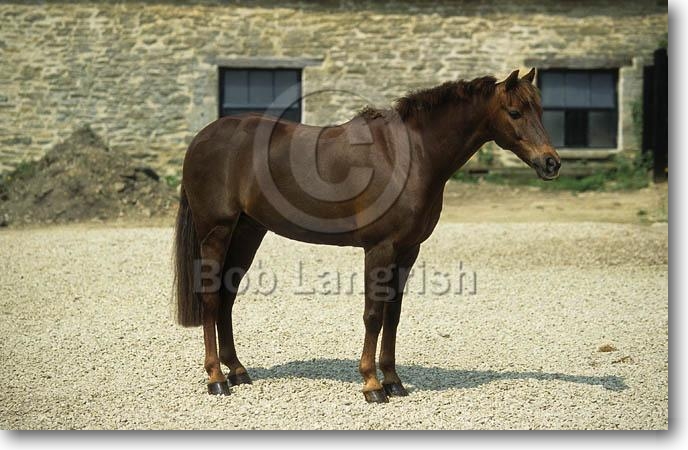 Bob Langrish Equestrian Photographer: Images