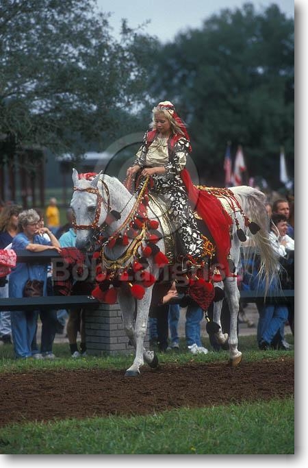 Bob Langrish Equestrian Photographer: Images