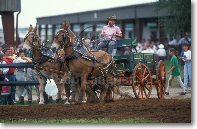 Bob Langrish Equestrian Photographer: Images