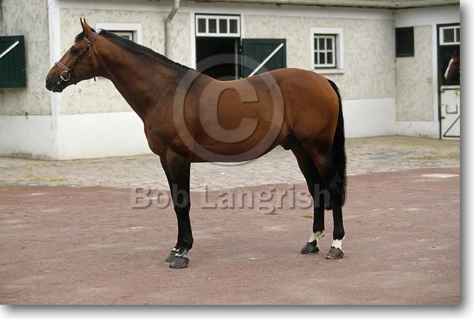 Bob Langrish Equestrian Photographer: Images