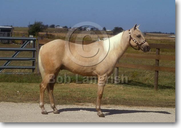 Bob Langrish Equestrian Photographer: Galleries