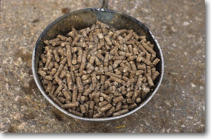 Bob Langrish Equestrian Photographer: Images