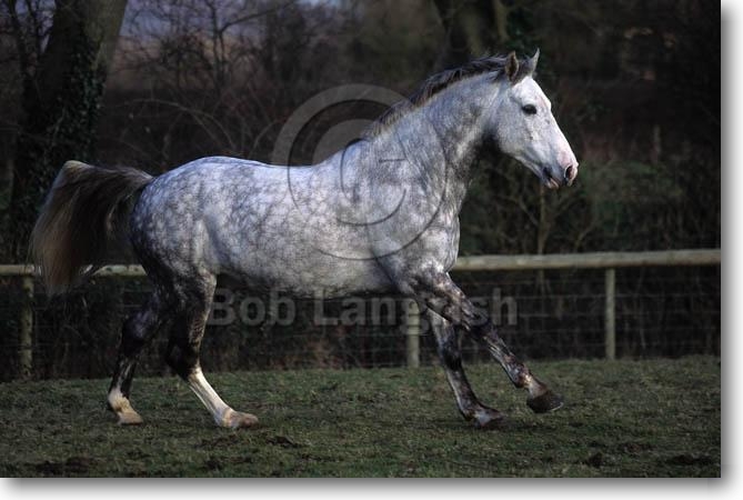 Bob Langrish Equestrian Photographer: Images