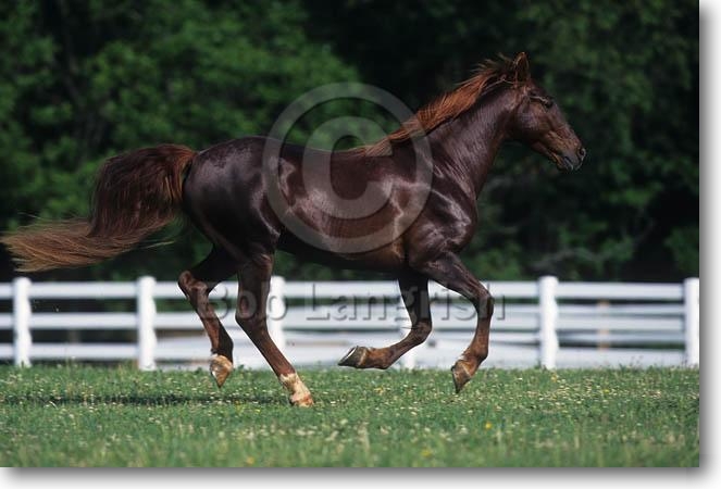 Bob Langrish Equestrian Photographer: Images