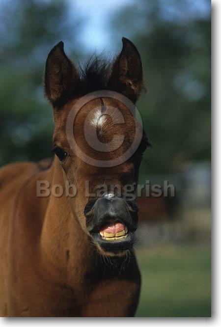 Bob Langrish Equestrian Photographer: Images
