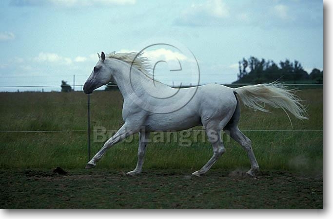 Bob Langrish Equestrian Photographer: Images