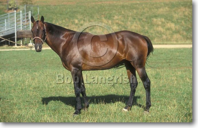 Bob Langrish Equestrian Photographer: Galleries