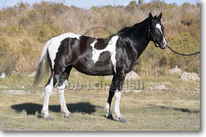 Bob Langrish Equestrian Photographer: Images