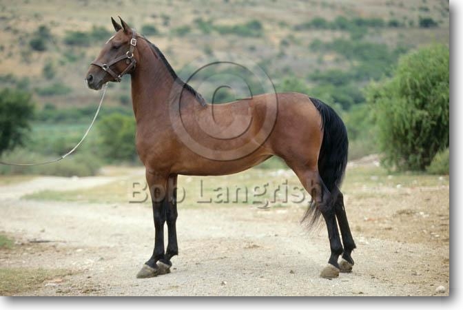 Bob Langrish Equestrian Photographer: Galleries