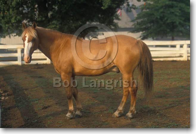 Bob Langrish Equestrian Photographer: Images
