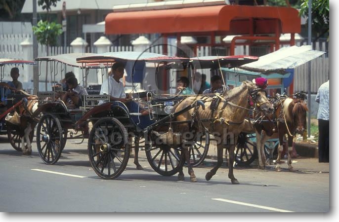 Bob Langrish Equestrian Photographer: Images