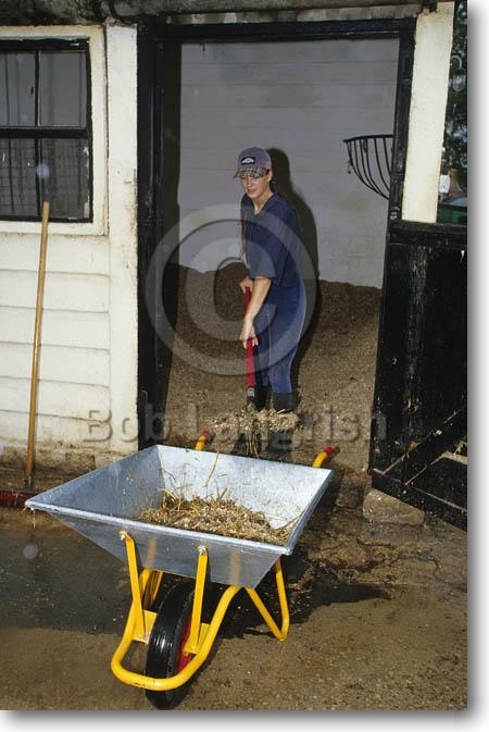 Bob Langrish Equestrian Photographer: Images