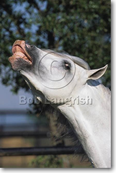 Bob Langrish Equestrian Photographer: Images