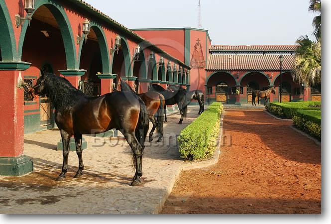 Bob Langrish Equestrian Photographer: Images