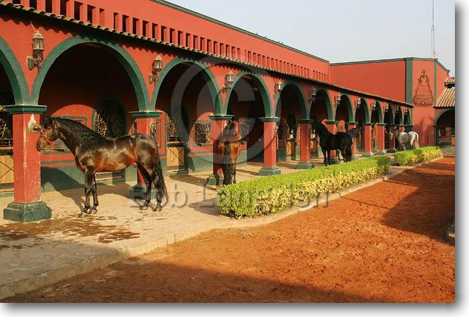 Bob Langrish Equestrian Photographer: Images