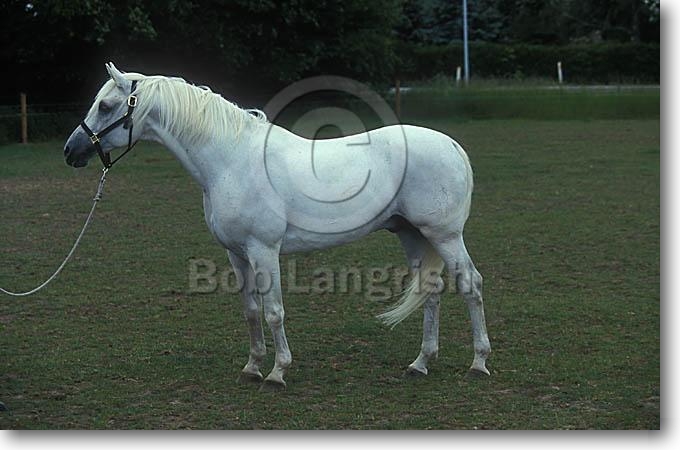 Bob Langrish Equestrian Photographer: Images