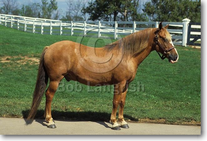 Bob Langrish Equestrian Photographer: Galleries