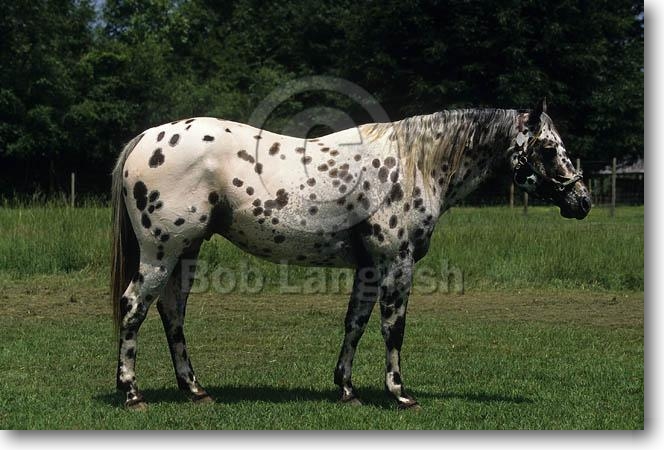 Bob Langrish Equestrian Photographer: Images