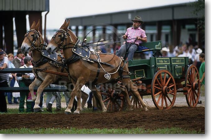 Bob Langrish Equestrian Photographer: Images