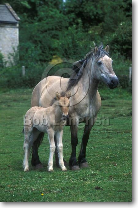 Bob Langrish Equestrian Photographer: Images