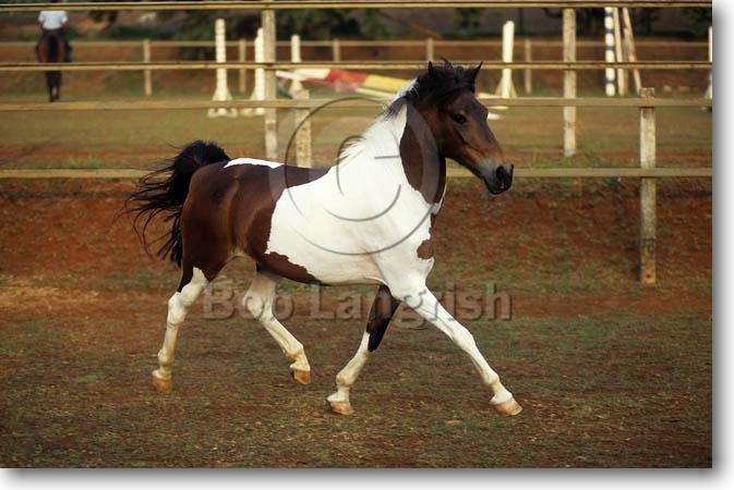 Bob Langrish Equestrian Photographer: Images