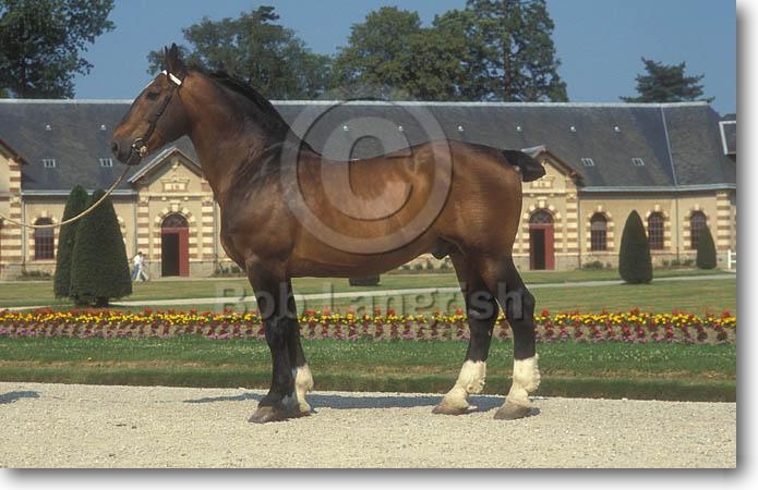 Bob Langrish Equestrian Photographer: Images