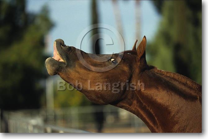 Bob Langrish Equestrian Photographer: Images