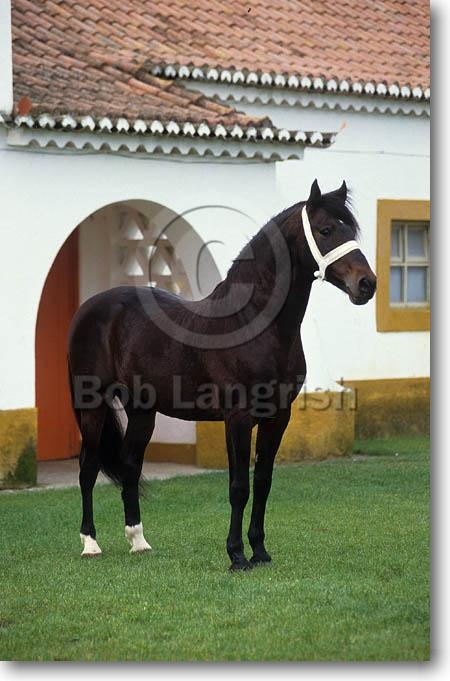 Bob Langrish Equestrian Photographer: Images
