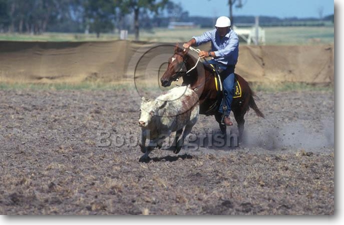 Bob Langrish Equestrian Photographer: Galleries