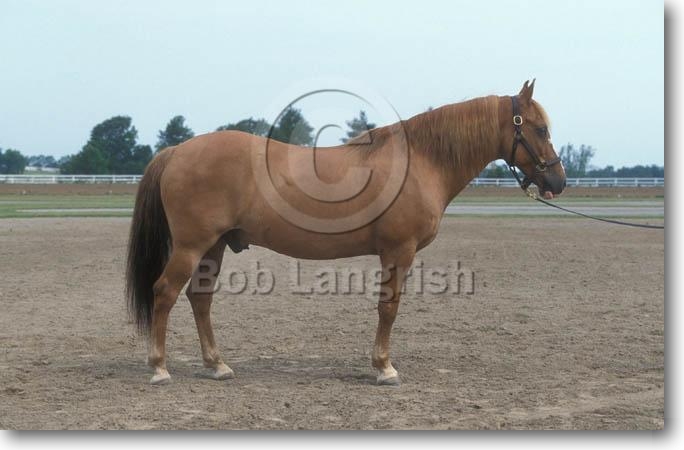 Bob Langrish Equestrian Photographer: Images