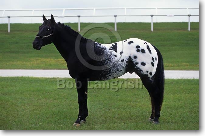 Bob Langrish Equestrian Photographer: Images