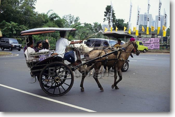 Bob Langrish Equestrian Photographer: Images