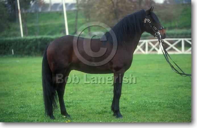 Bob Langrish Equestrian Photographer: Galleries