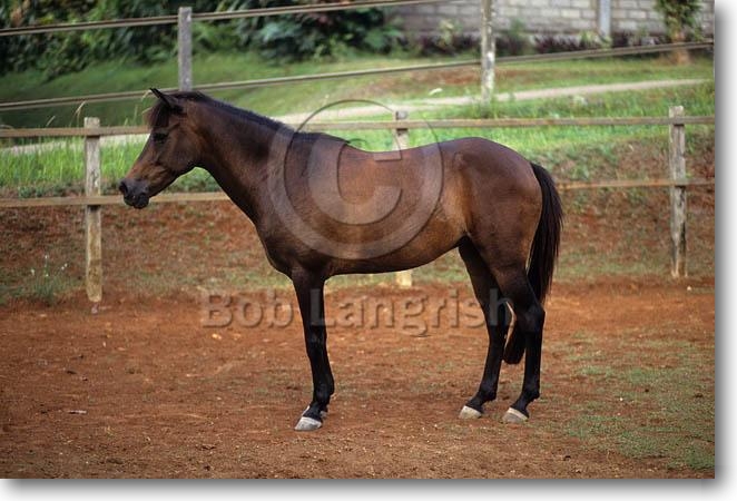 Java Pony - Alchetron, The Free Social Encyclopedia