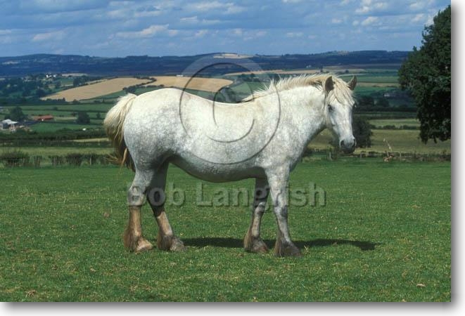 Bob Langrish Equestrian Photographer: Images