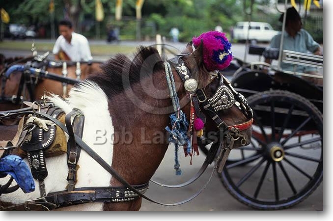 Bob Langrish Equestrian Photographer: Images