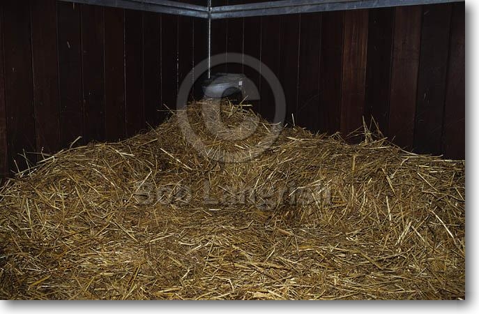 Bob Langrish Equestrian Photographer: Images