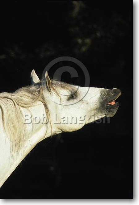 Bob Langrish Equestrian Photographer: Images