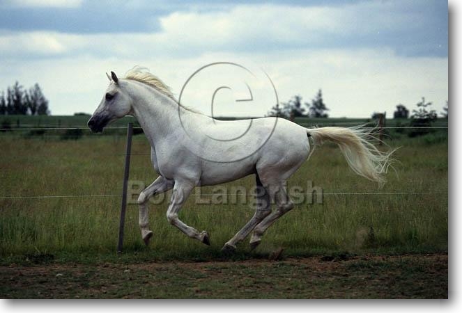 Bob Langrish Equestrian Photographer: Images