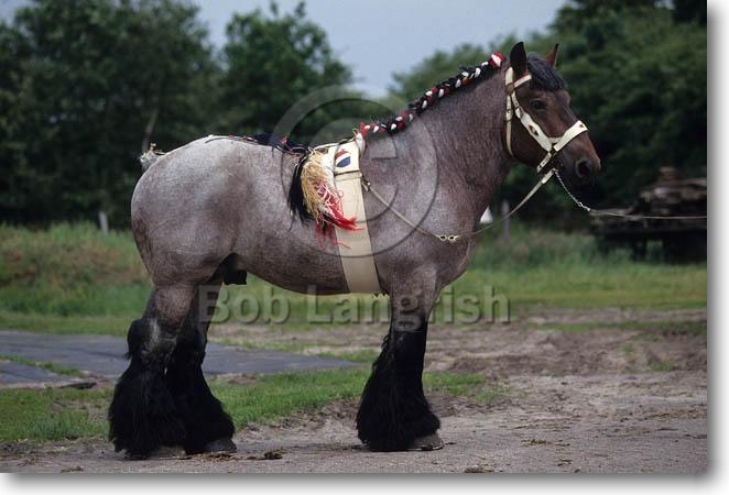 Dutch Heavy Draft - Alchetron, The Free Social Encyclopedia