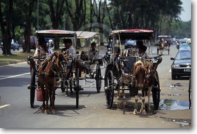 Bob Langrish Equestrian Photographer: Images
