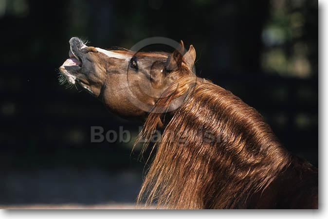 Bob Langrish Equestrian Photographer: Images