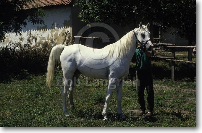 Bob Langrish Equestrian Photographer: Images