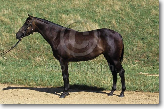 Bob Langrish Equestrian Photographer: Images