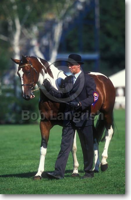 Bob Langrish Equestrian Photographer: Images