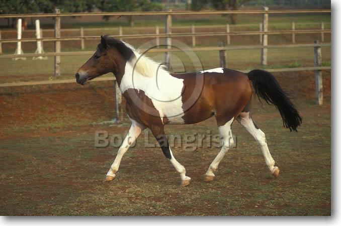 Java Pony - Alchetron, The Free Social Encyclopedia