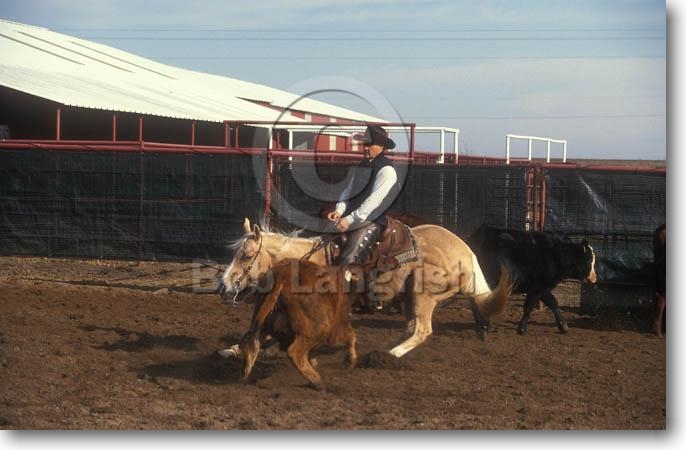 Bob Langrish Equestrian Photographer: Images