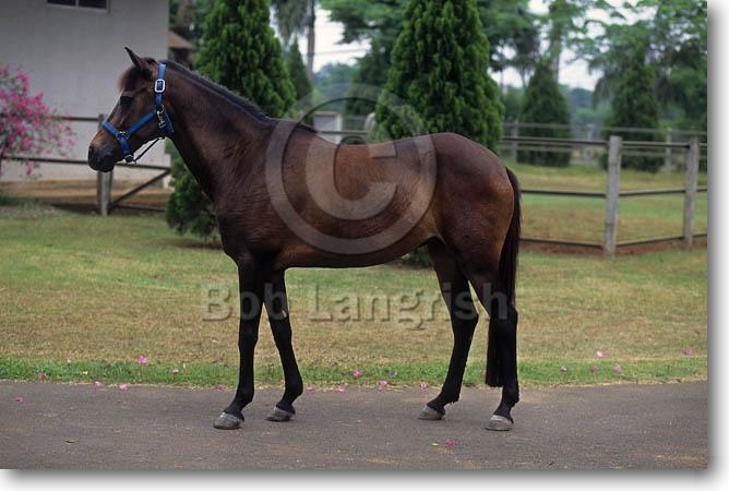 Java Pony - JungleKey.in Image