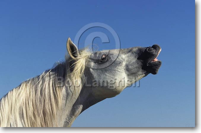 Bob Langrish Equestrian Photographer: Images