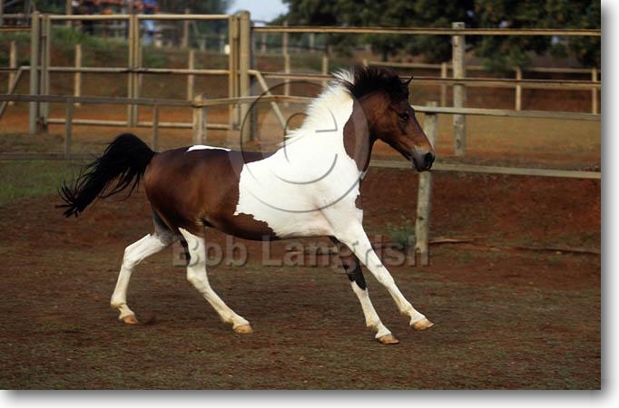 Bob Langrish Equestrian Photographer: Images